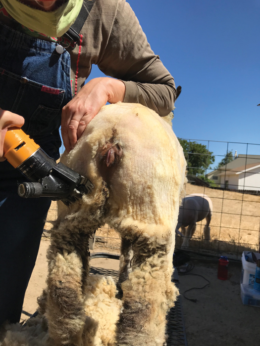 Sheep Shearing for Beginners - Grit